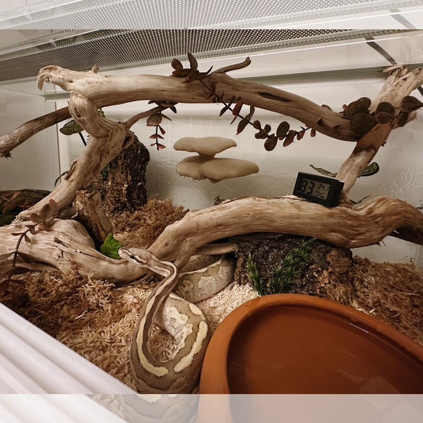 Террариум для рептилий на заказ