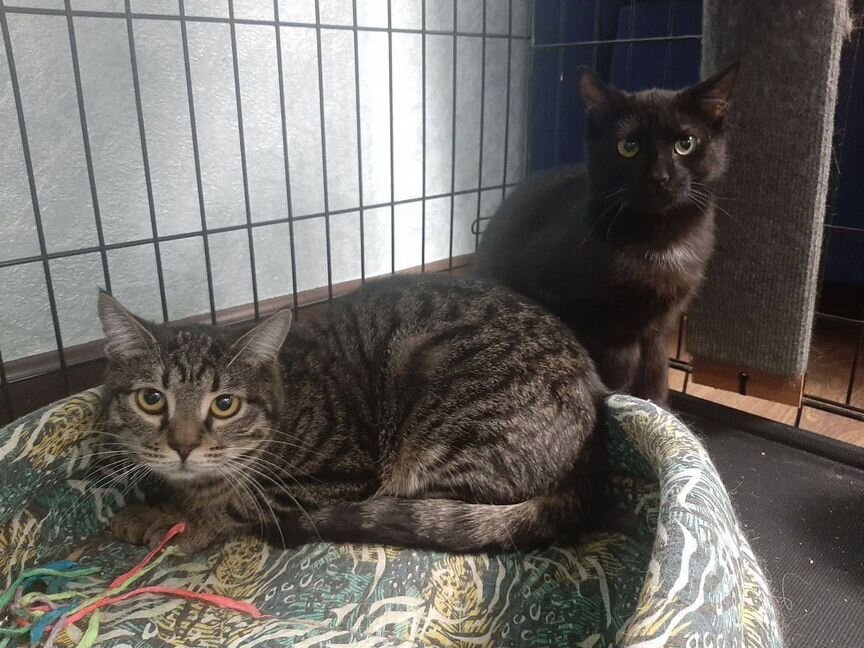 Котик ищет дом. Кот