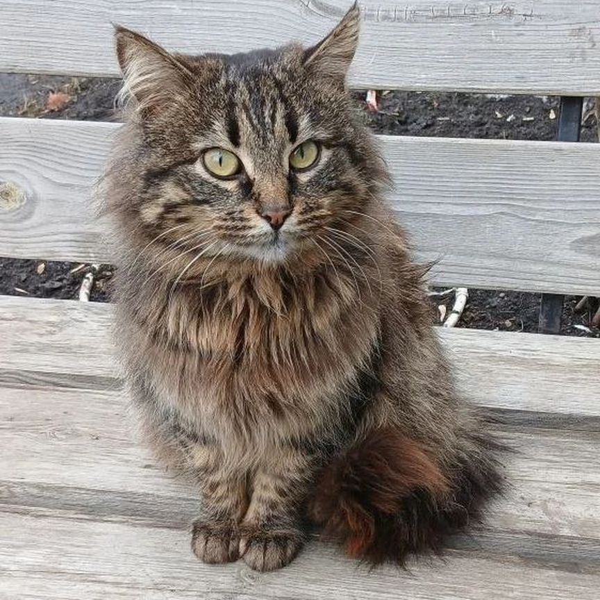 Взрослый кот в добрые руки