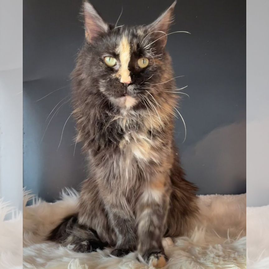 Мейн-кун, взрослая кошка