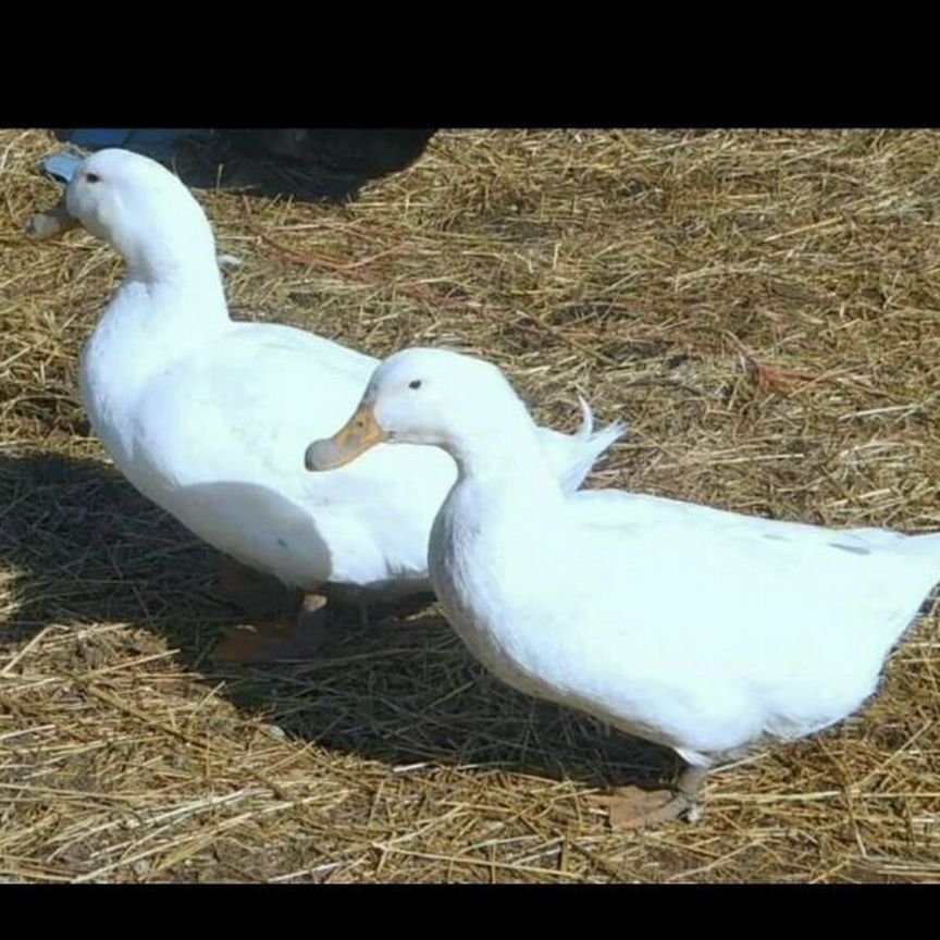 Продам инкубационное яйцо утки, гуся