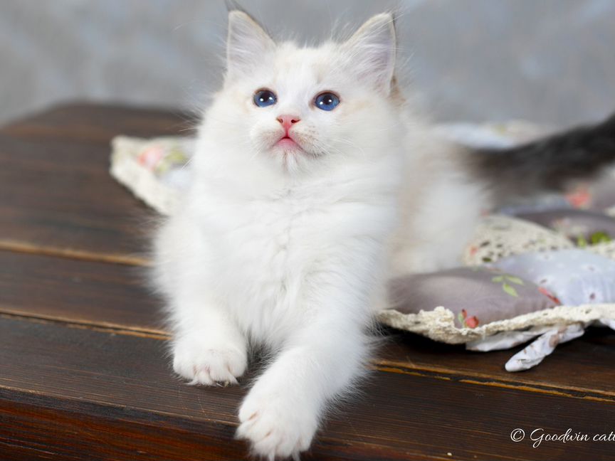 Кошечка рэгдолл 2,5 мес