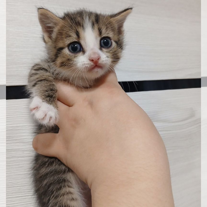 Котёнок в добрые руки