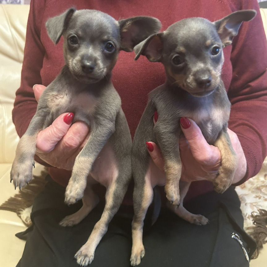 Русский той-терьер, щенок