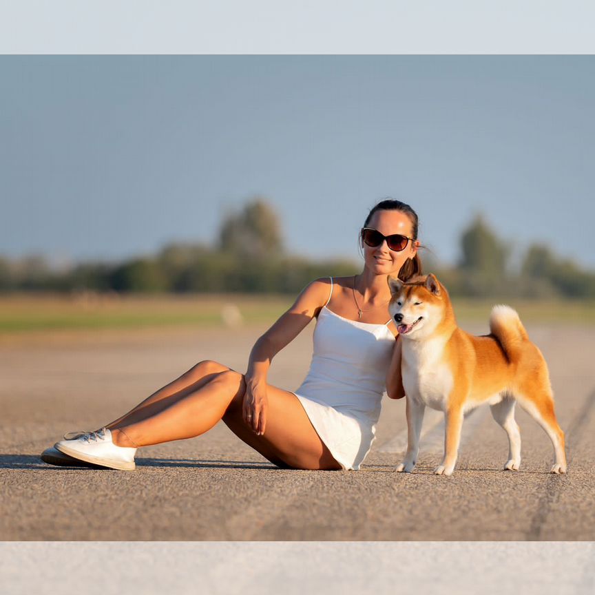 Сиба шиба кобель вязка