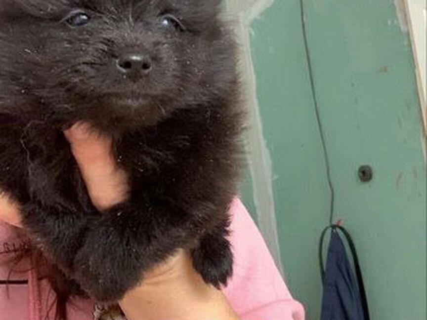 Померанский шпиц