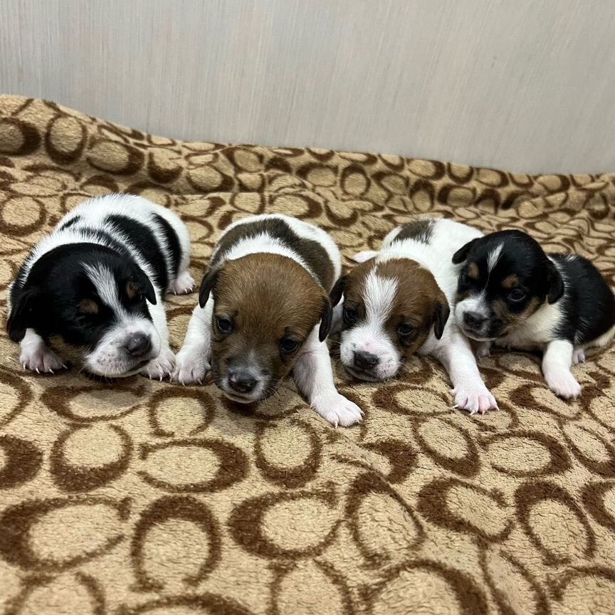 Джек-рассел-терьер, щенок