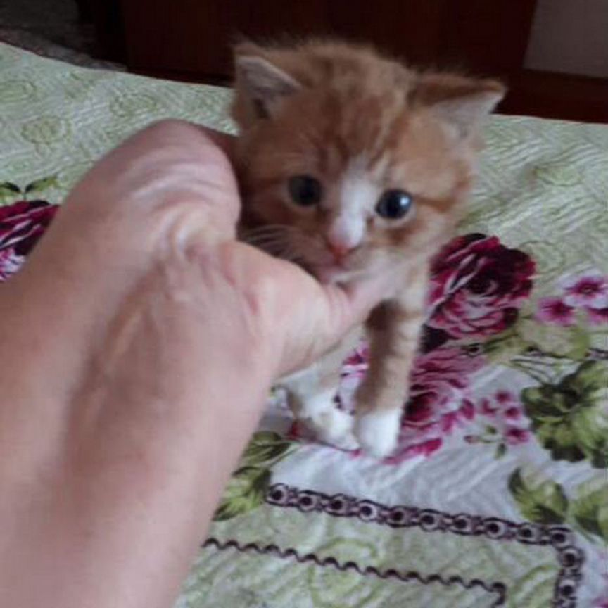 Котенок девочка Рыжуля