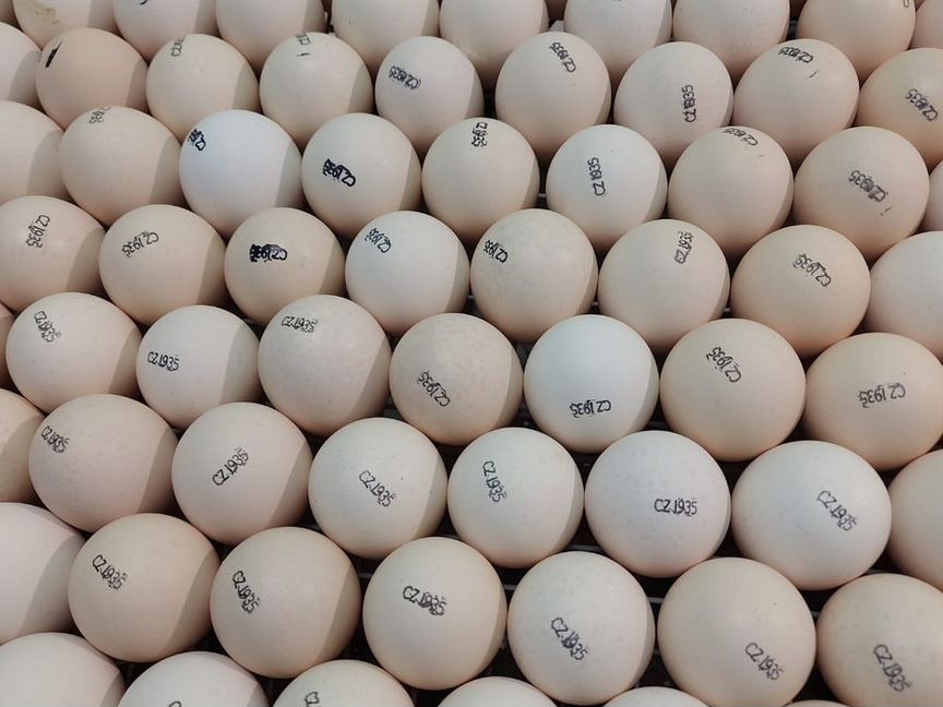 Инкубационное яйцо бройлера Кобб 500,росс 308