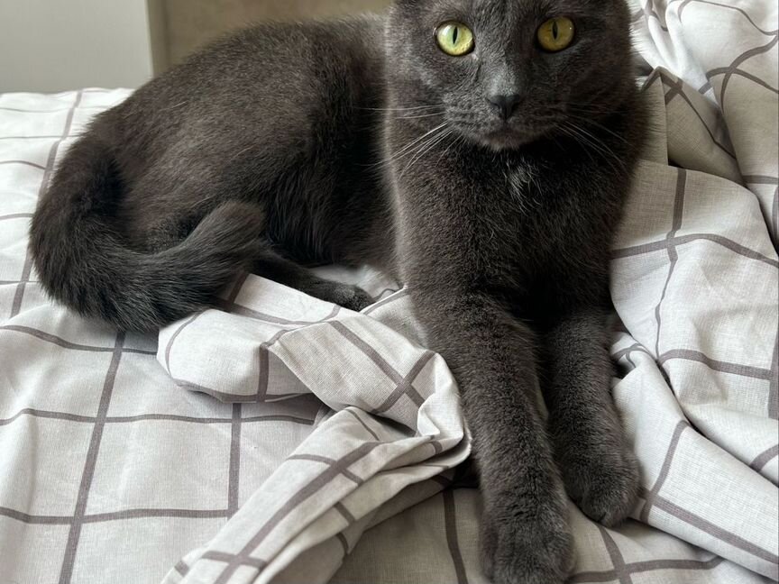 Кот в добрые руки