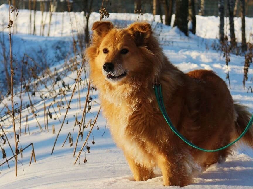 Очаровательному псу тяжело жить в приюте