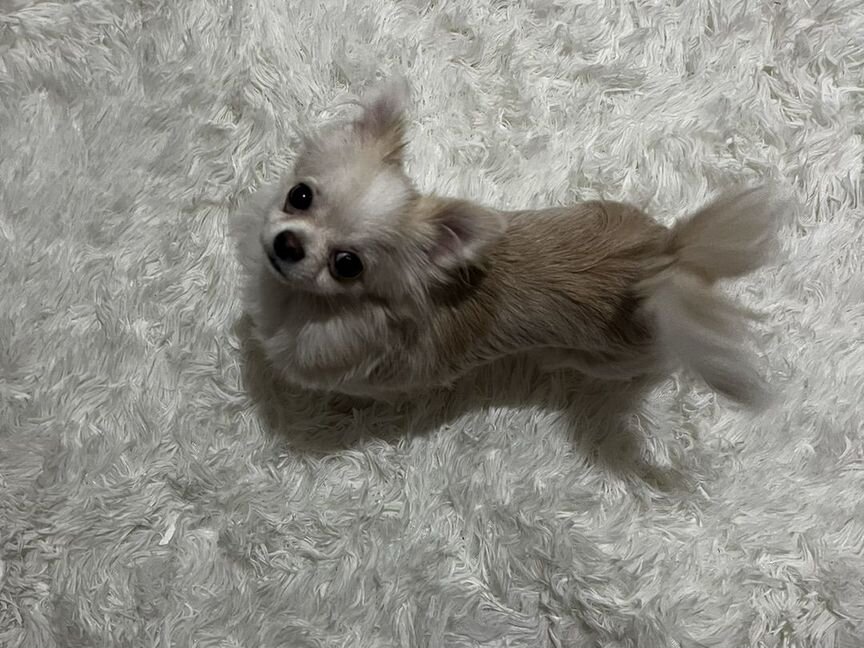 Вязка чихуахуа кобель