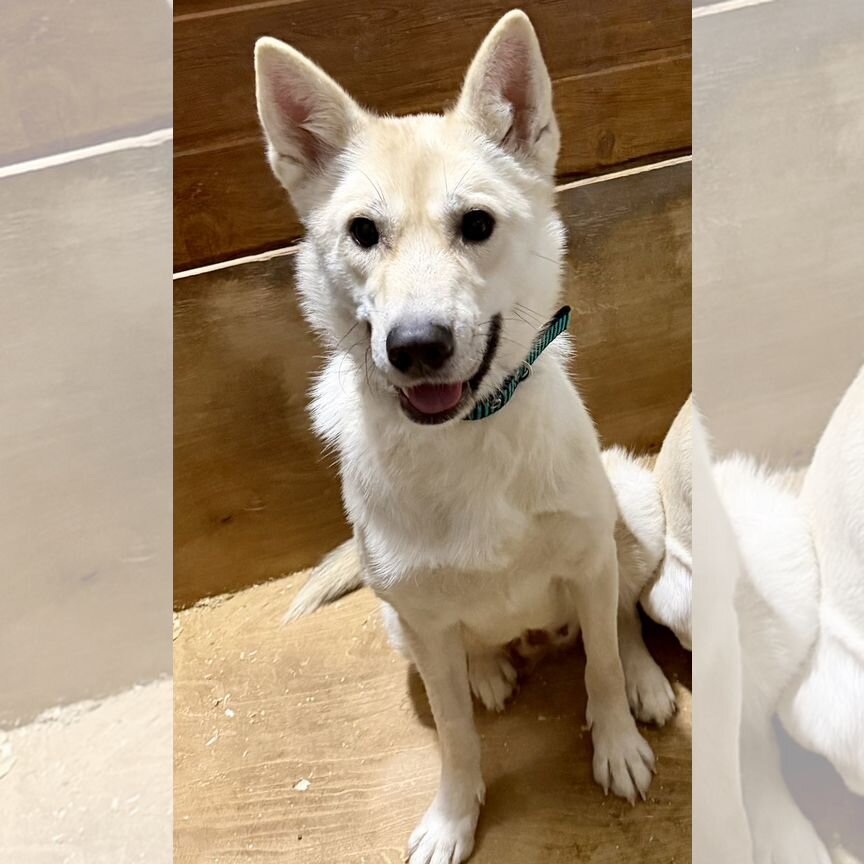 Взрослая собака в добрые руки