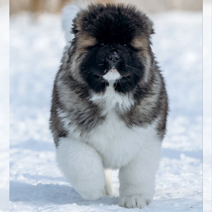 Акита-ину, щенок