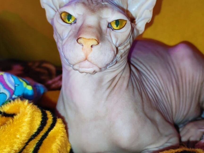 Донской сфинкс вязка