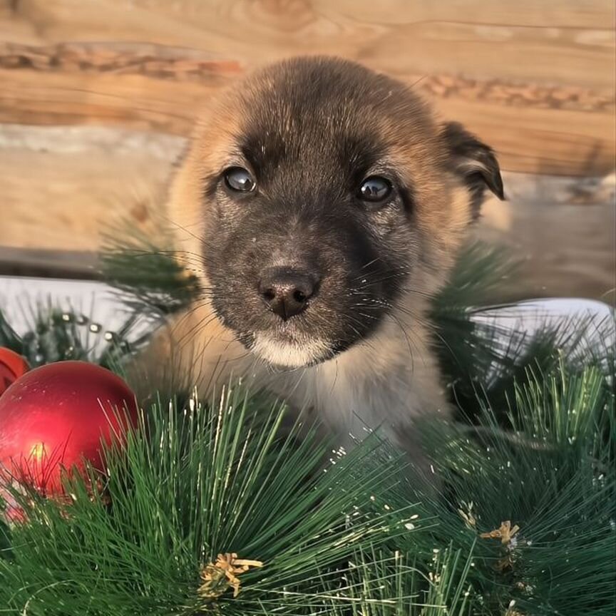Щенок в добрые руки