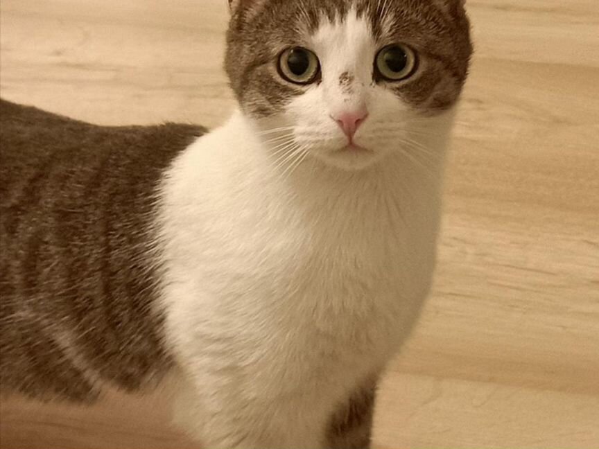 Деликатный, ласковый котик в добрые ручки