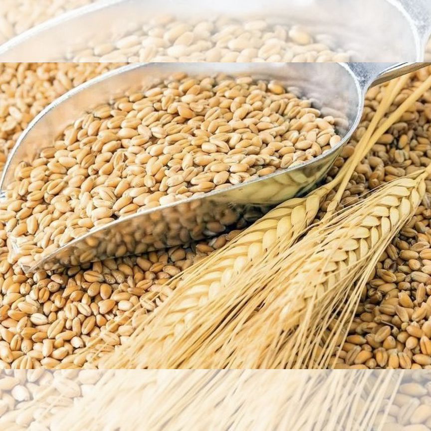 Зерно ячменя