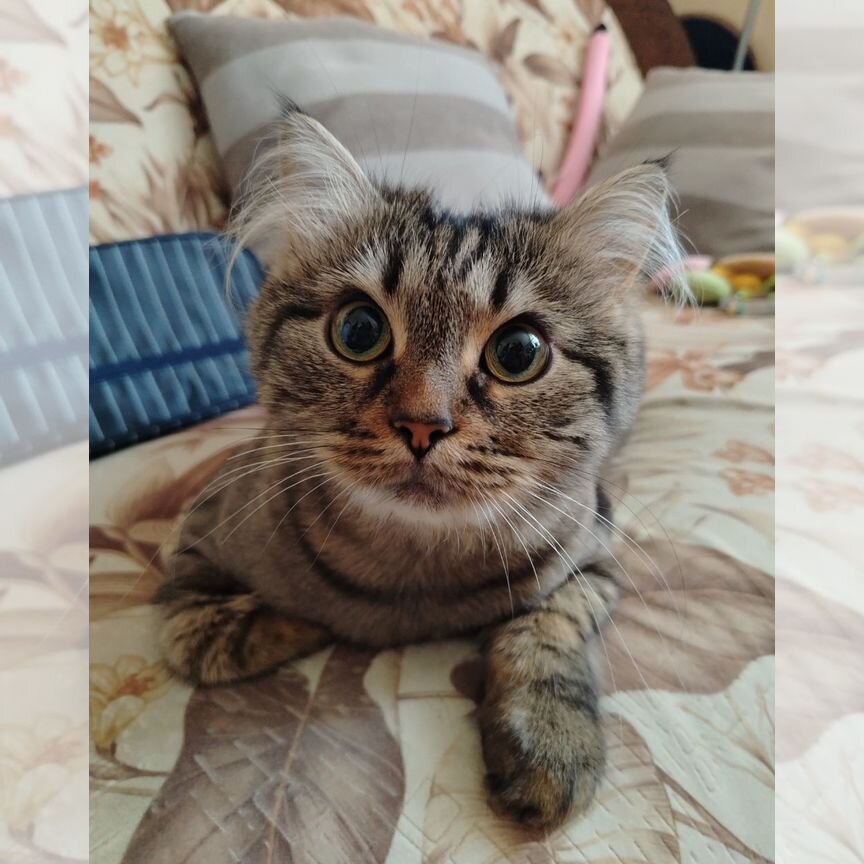 Взрослая, кошка в добрые руки