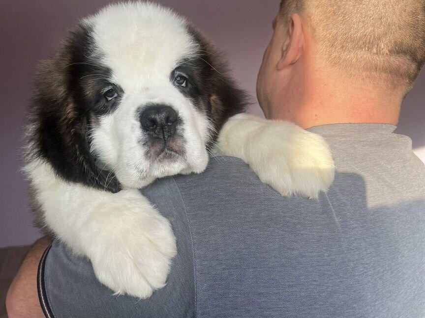 Сенбернар Бетховен