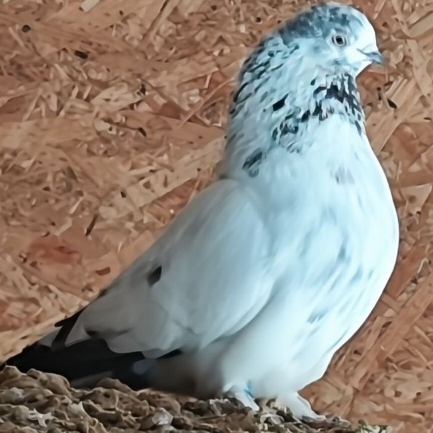 Продажа голубей таджикской породы
