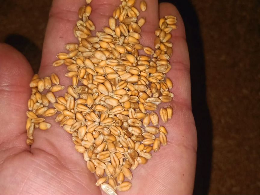Продам пшеницу,ячмень,овёс