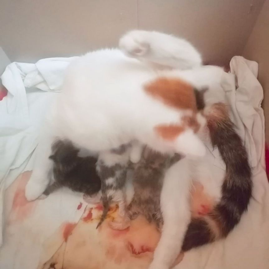 3 маленьких котёнка