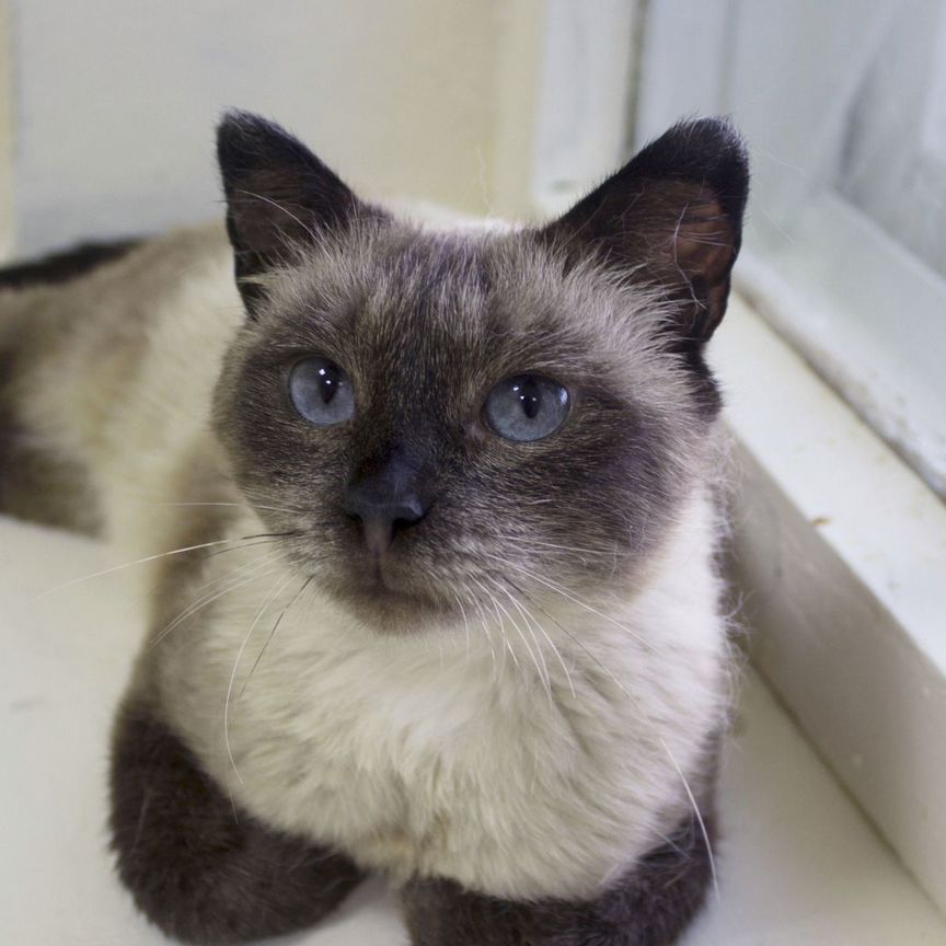 Помогите ласковой сиамке стать домашней