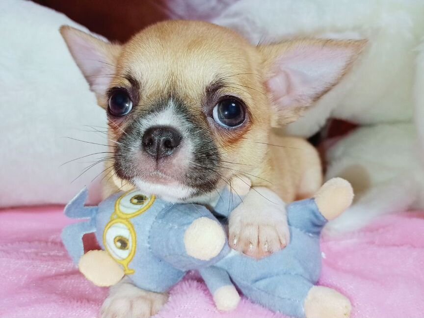 Рыжий мальчик чихуахуа с документами