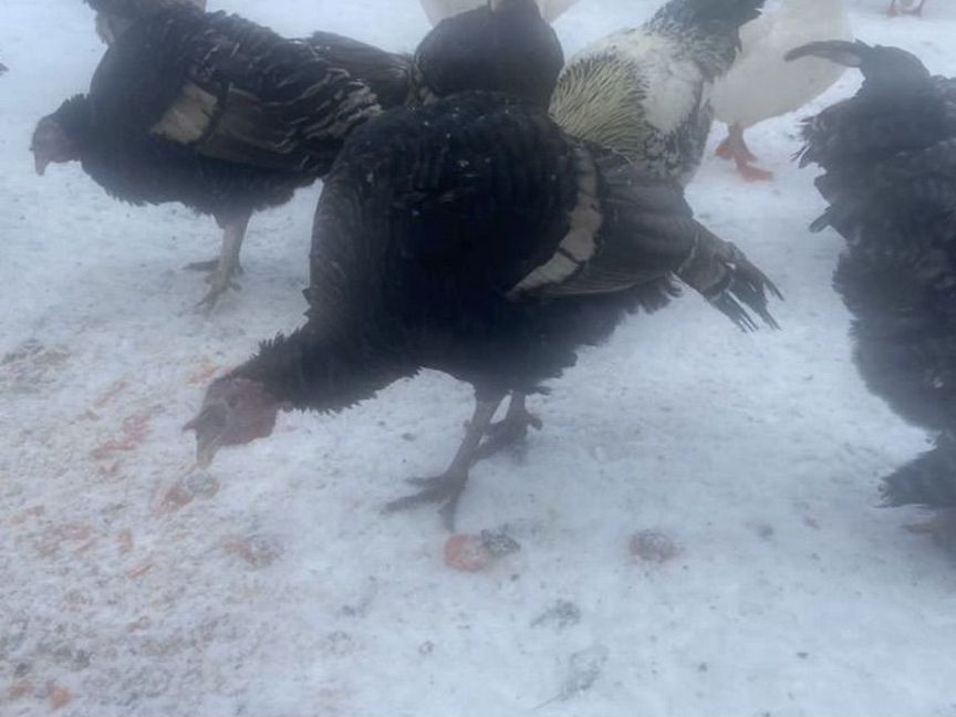 Яйца индюков и гусей