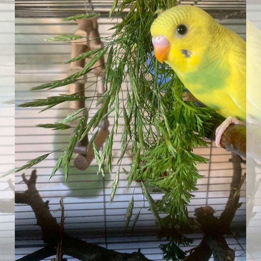 Волнистый попугай