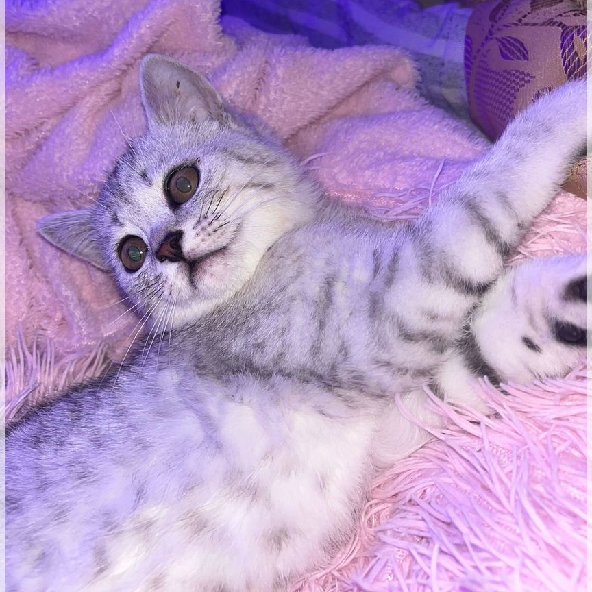 Продам шотландского котенка, мальчик