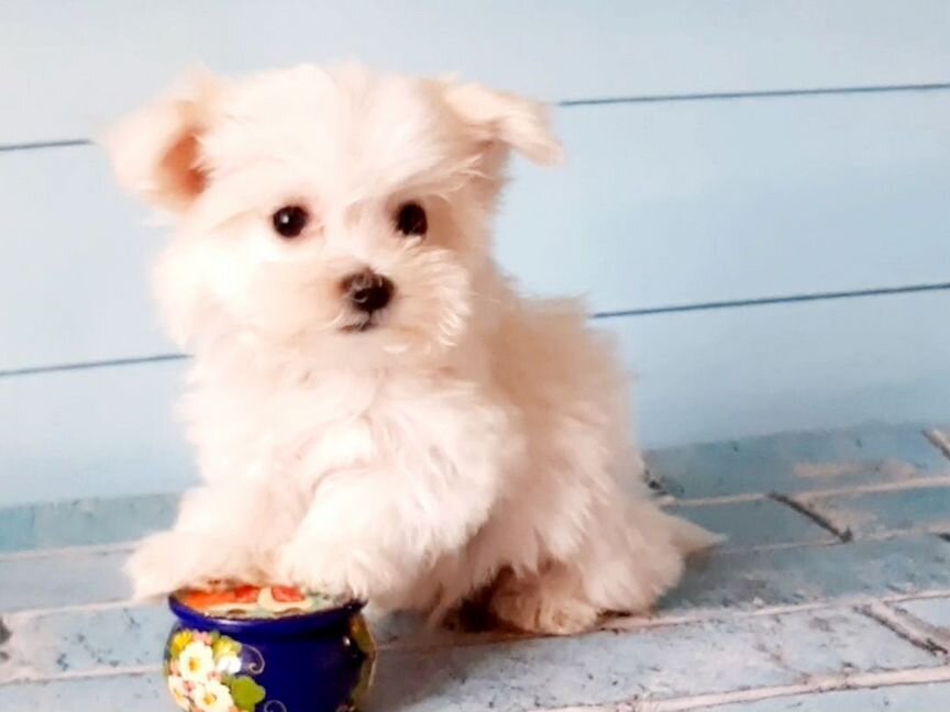 Мини мальчик