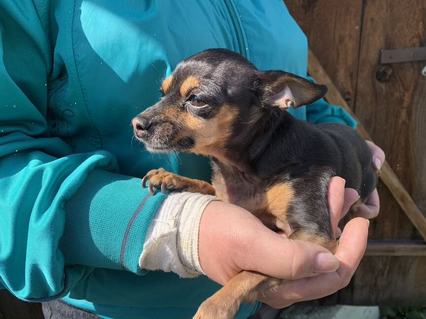 Ищем кобеля для случки