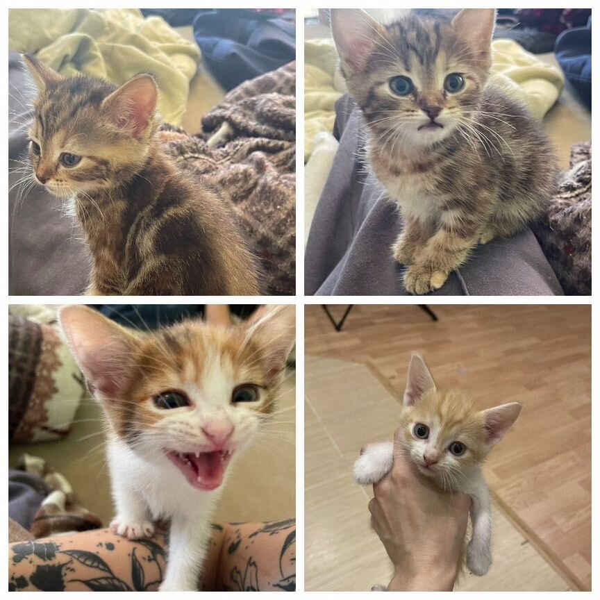 Котята