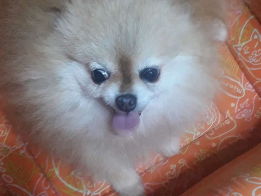 Щенки и взрослый Померанский шпиц