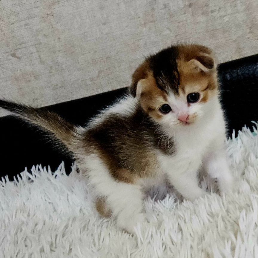 Шотландский вислоухий короткошёрстный котёнок