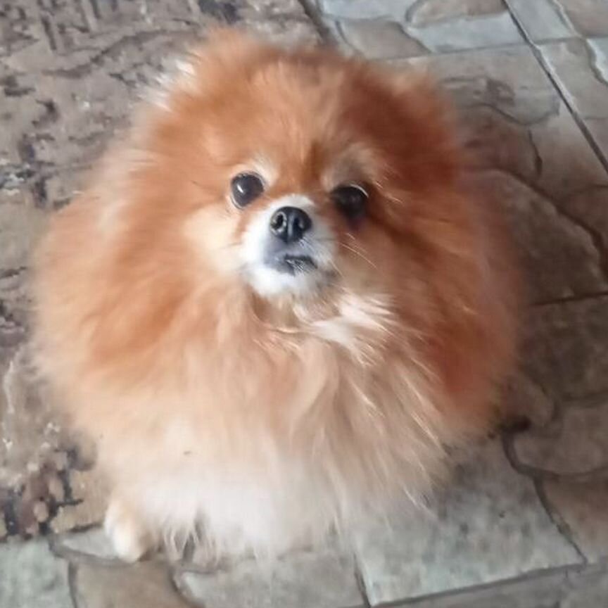 Помераночка