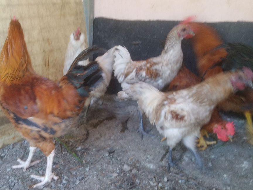 Петушки 4 мес