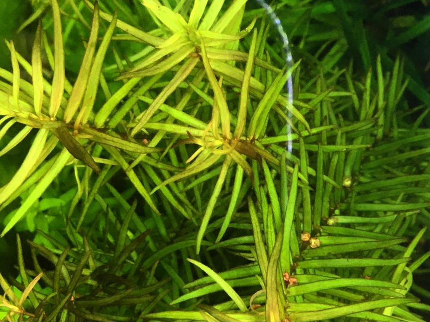 Дидиплис или Бутерлак двухтычинковый (Didiplis di