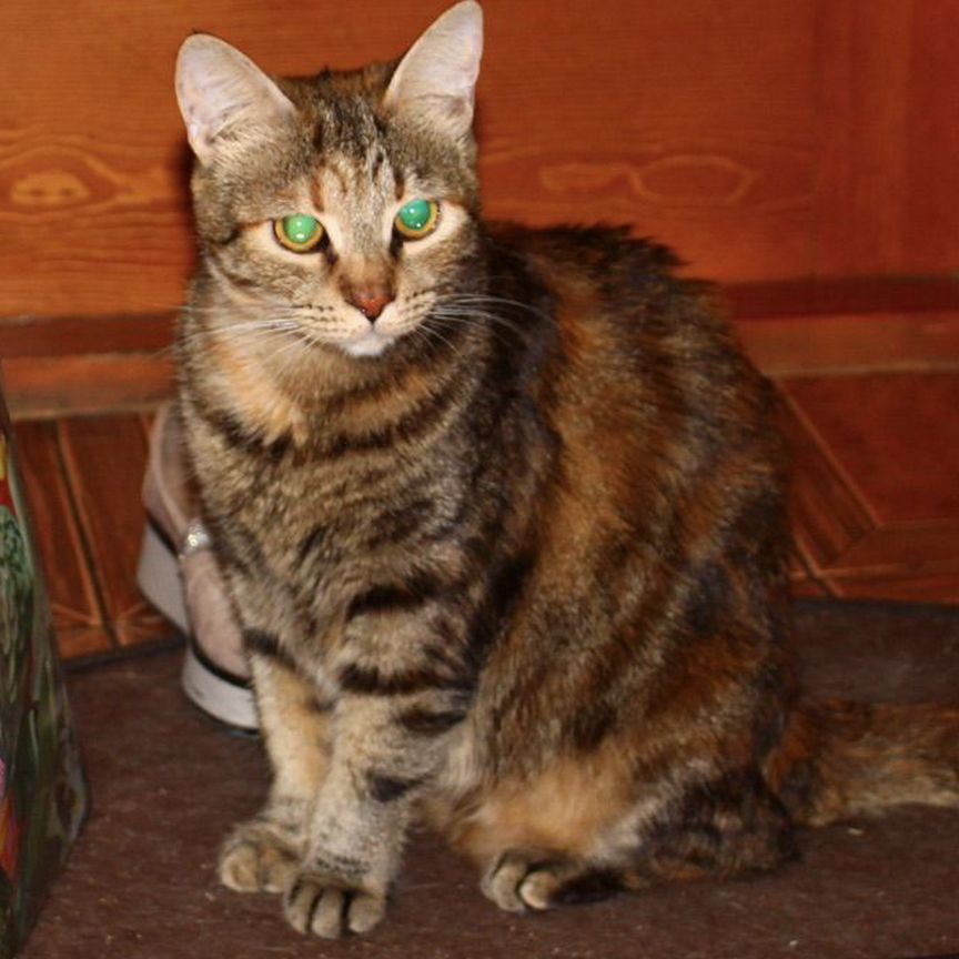 Кошечка Феня стерилизованная в добрые руки