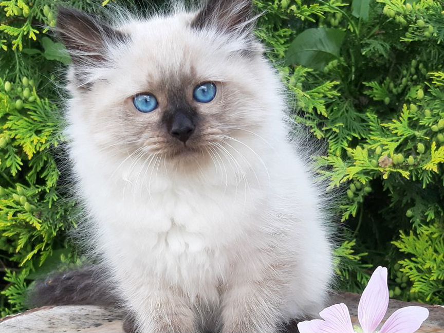 Невские маскарадные котята