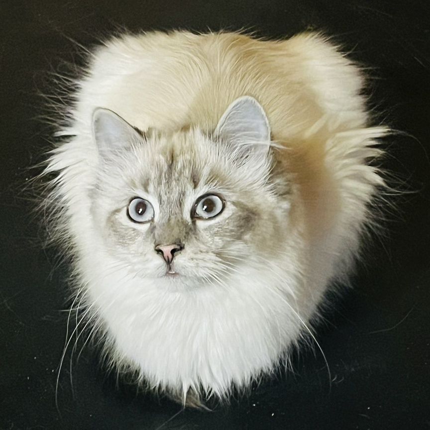 Кошечка Невская Маскарадная