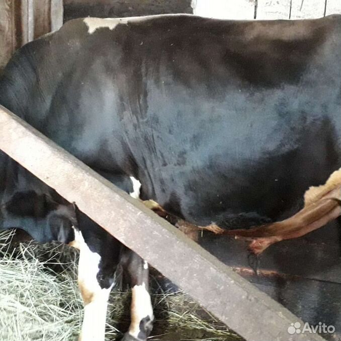 Бык джерсейский