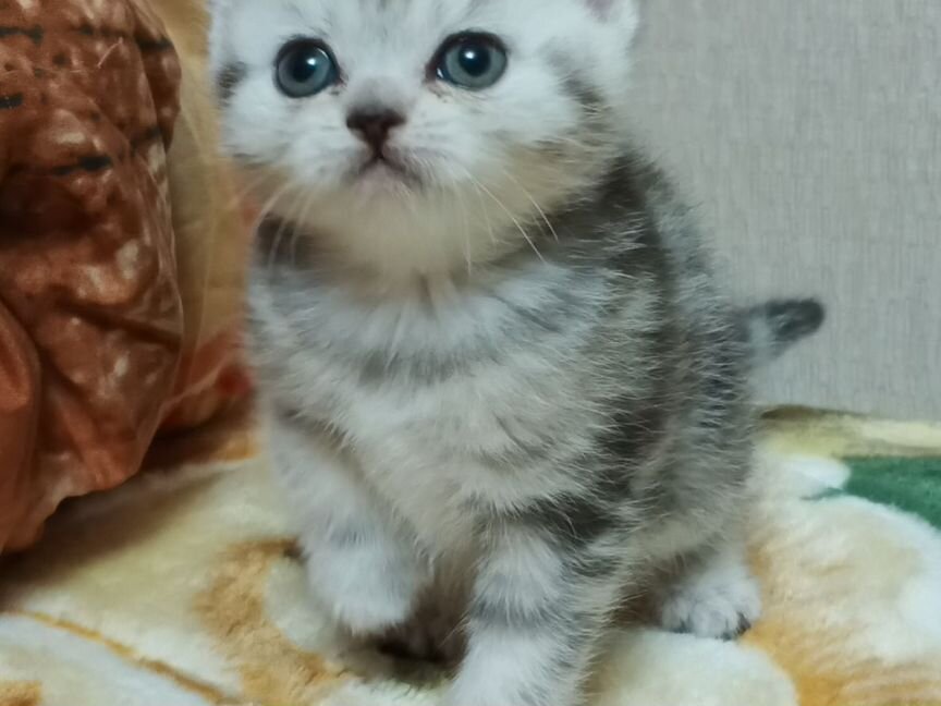 Шотландская девочка