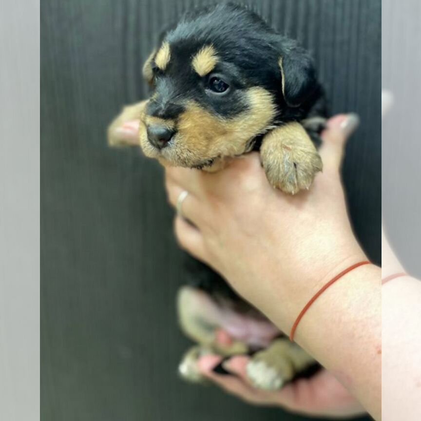 Щенок в добрые руки