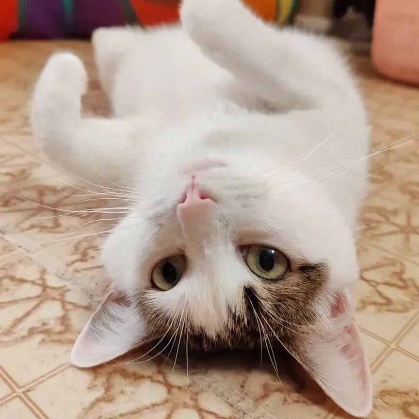 Взрослая, кошка в добрые руки