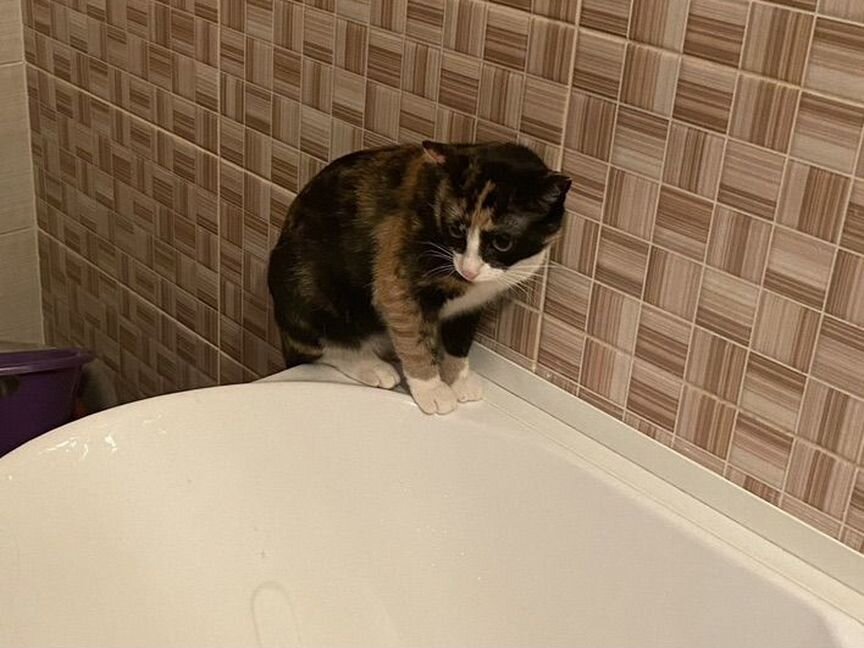 Трехцветная кошка