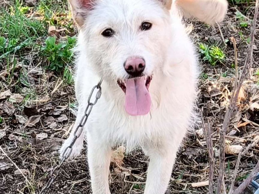 Собака Долли отдам в добрые руки доставка