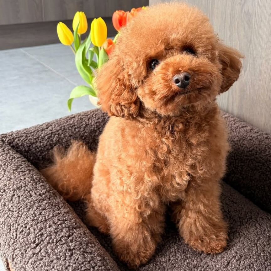 Той-пудель, щенок